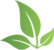 Dr. Andrew Groover | Department of Plant Biology